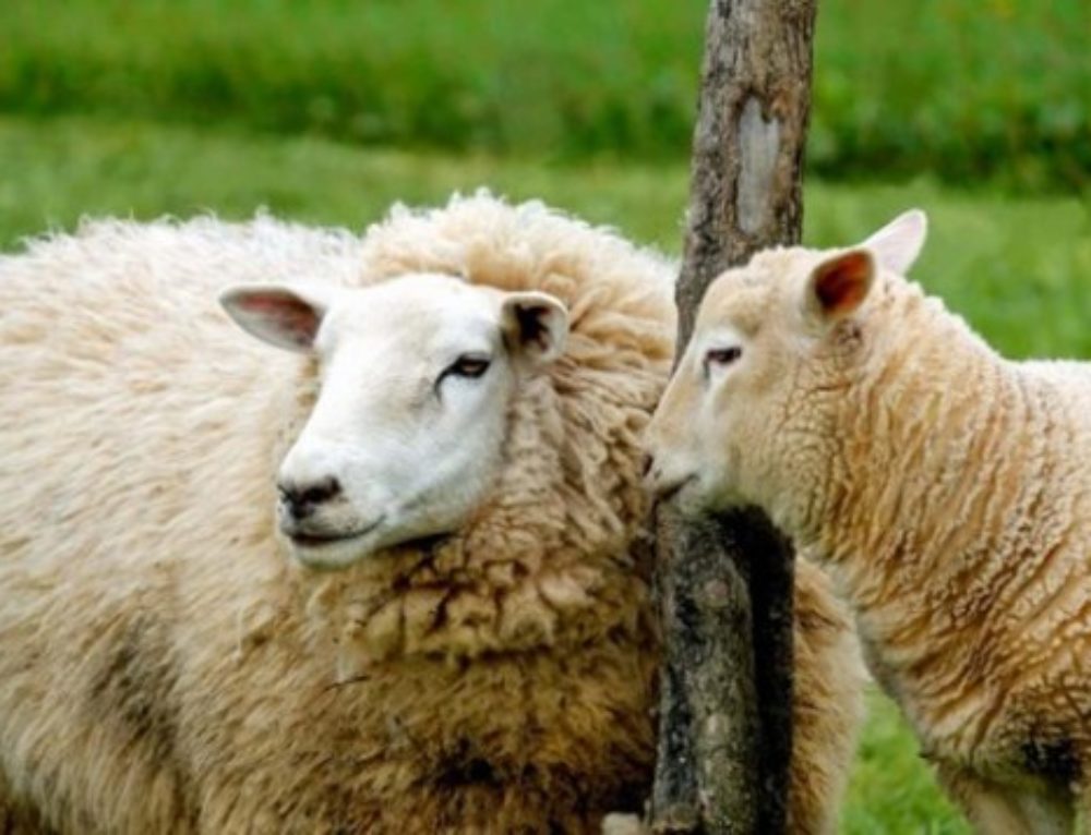 La esquila de ovejas: ¿Cómo y por qué se realiza? - Queso de Oveja Zacatena