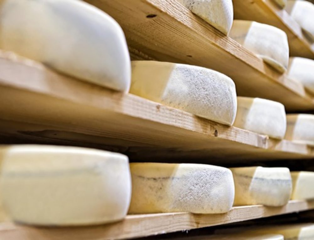 ¿Qué es el cuajo para hacer queso? - Queso de Oveja Zacatena