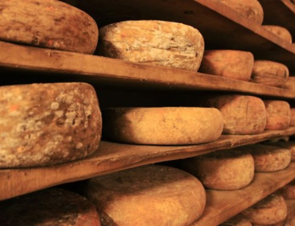 ¿Qué es el cuajo para hacer queso? - Queso de Oveja Zacatena