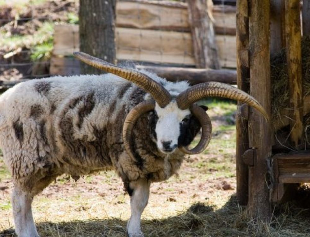 La esquila de ovejas: ¿Cómo y por qué se realiza? - Queso de Oveja Zacatena